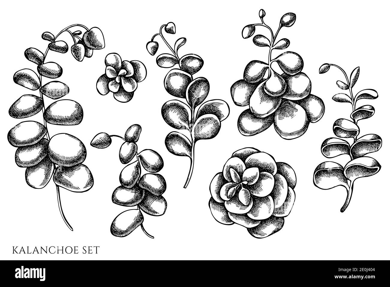 Vector set of hand drawn black and white kalanchoe Stock Vector Image ...