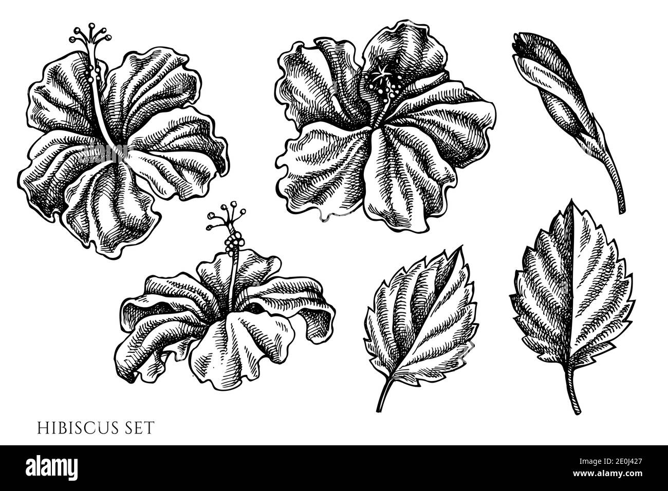 Vector set of hand drawn black and white hibiscus Stock Vector Image ...