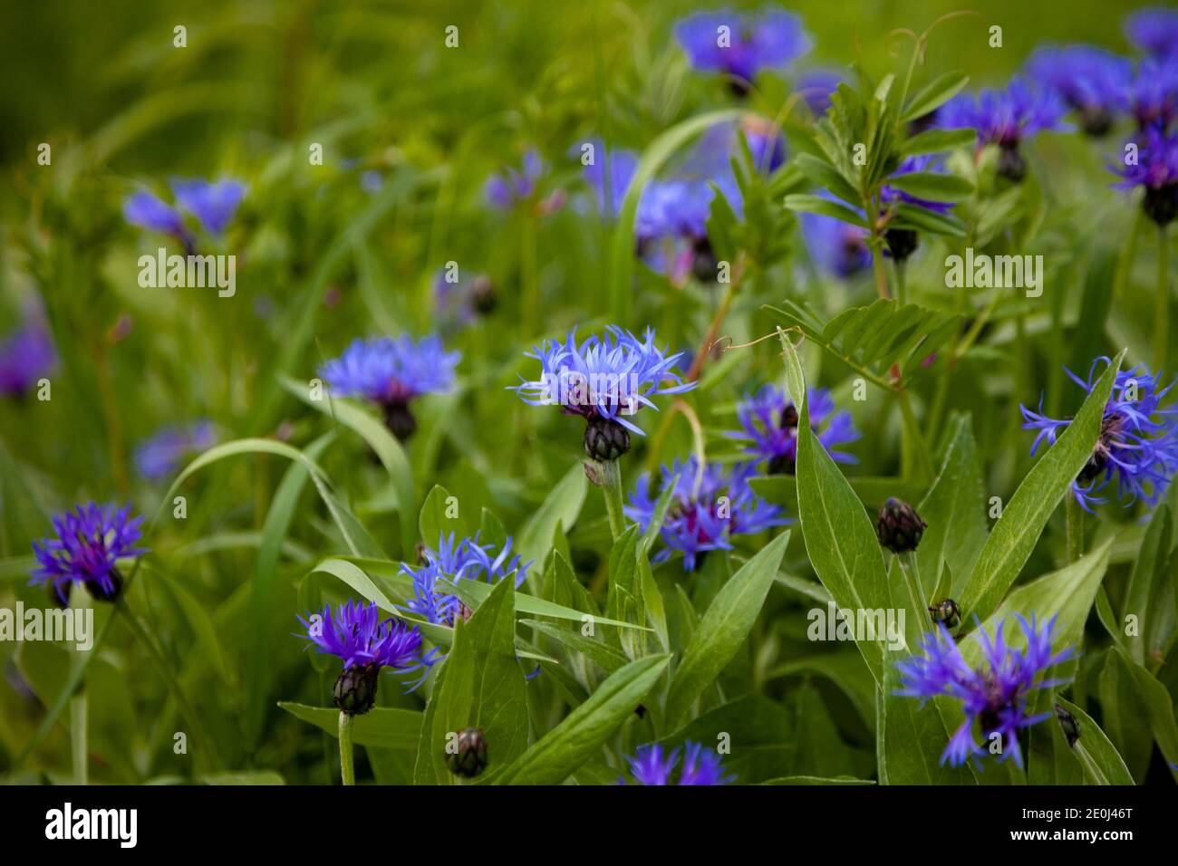 Blue flowers cornflowers in the garden. Cornflower in the flowerbed ...