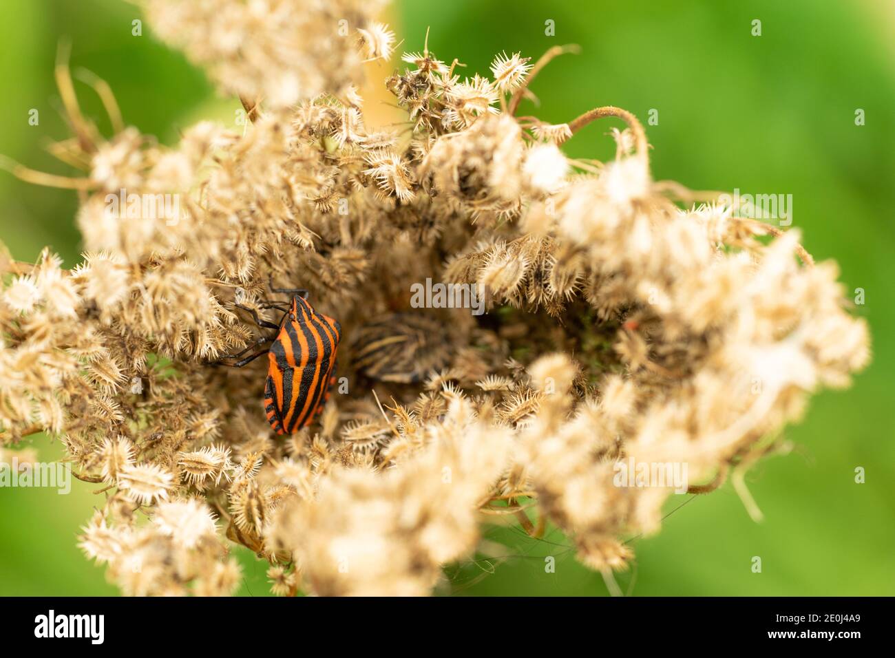 the Italian bug, bug-tiger, bug-whale, bedbug-striped, bar stink bug ...