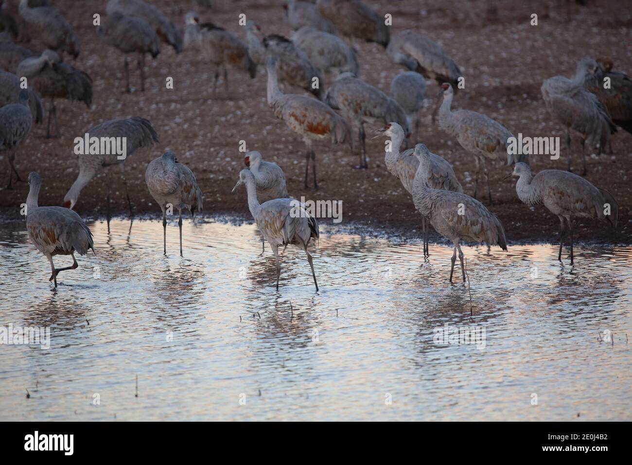 Sandhill Cranes at Whitewater Draw Stock Photo - Alamy