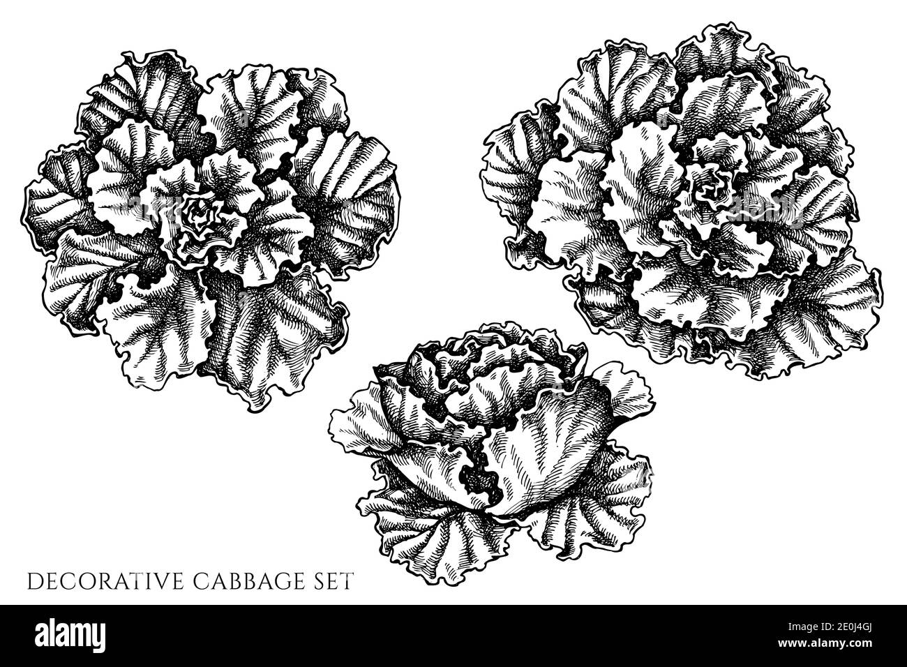 Vector set of hand drawn black and white decorative cabbage Stock ...