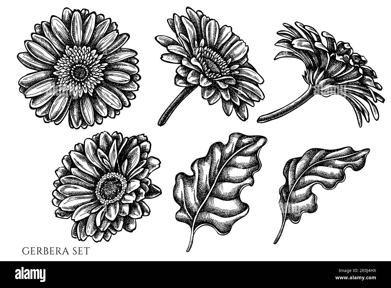 Gerber Daisies Drawing
