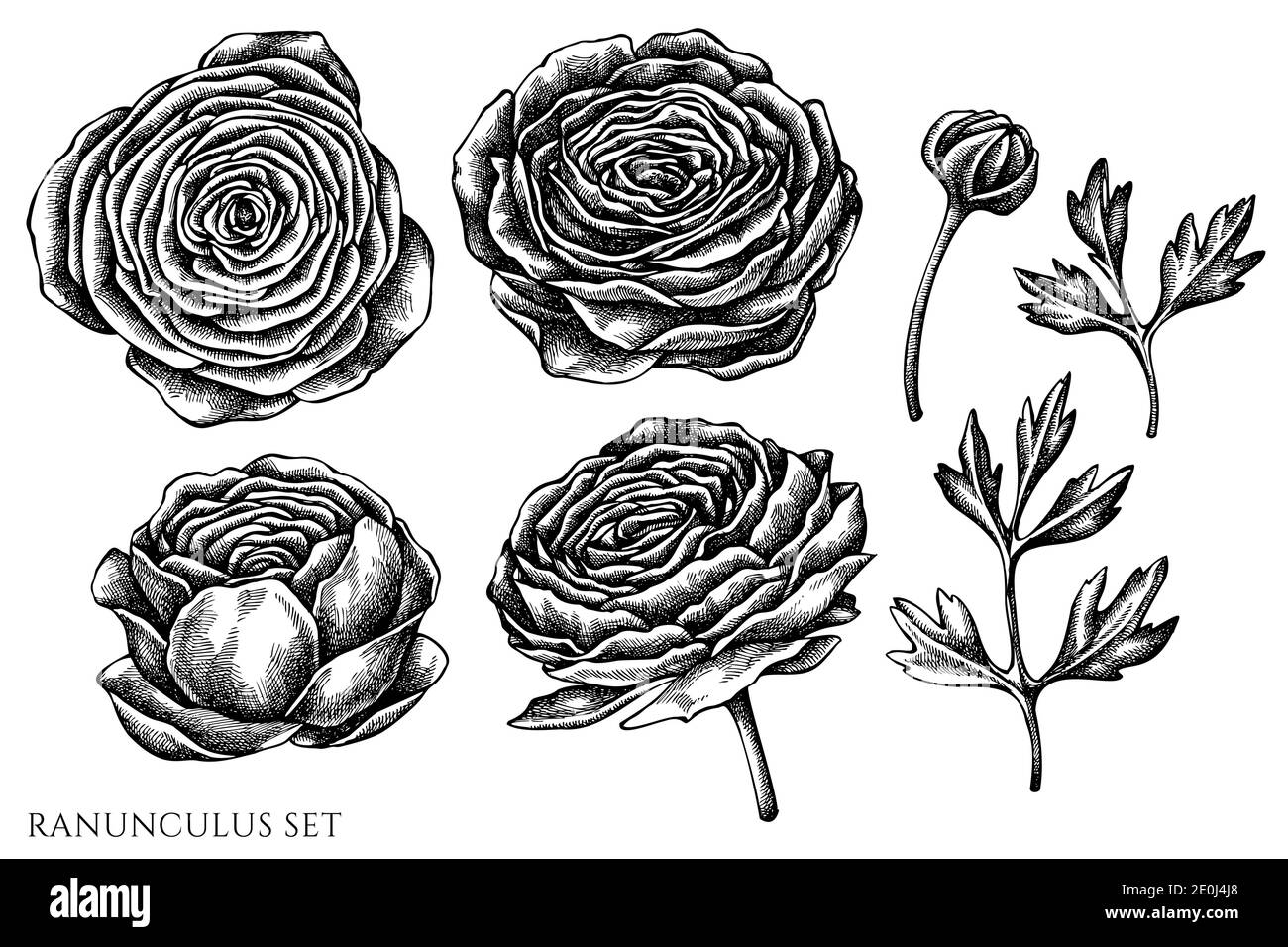 Vector set of hand drawn black and white ranunculus Stock Vector Image ...