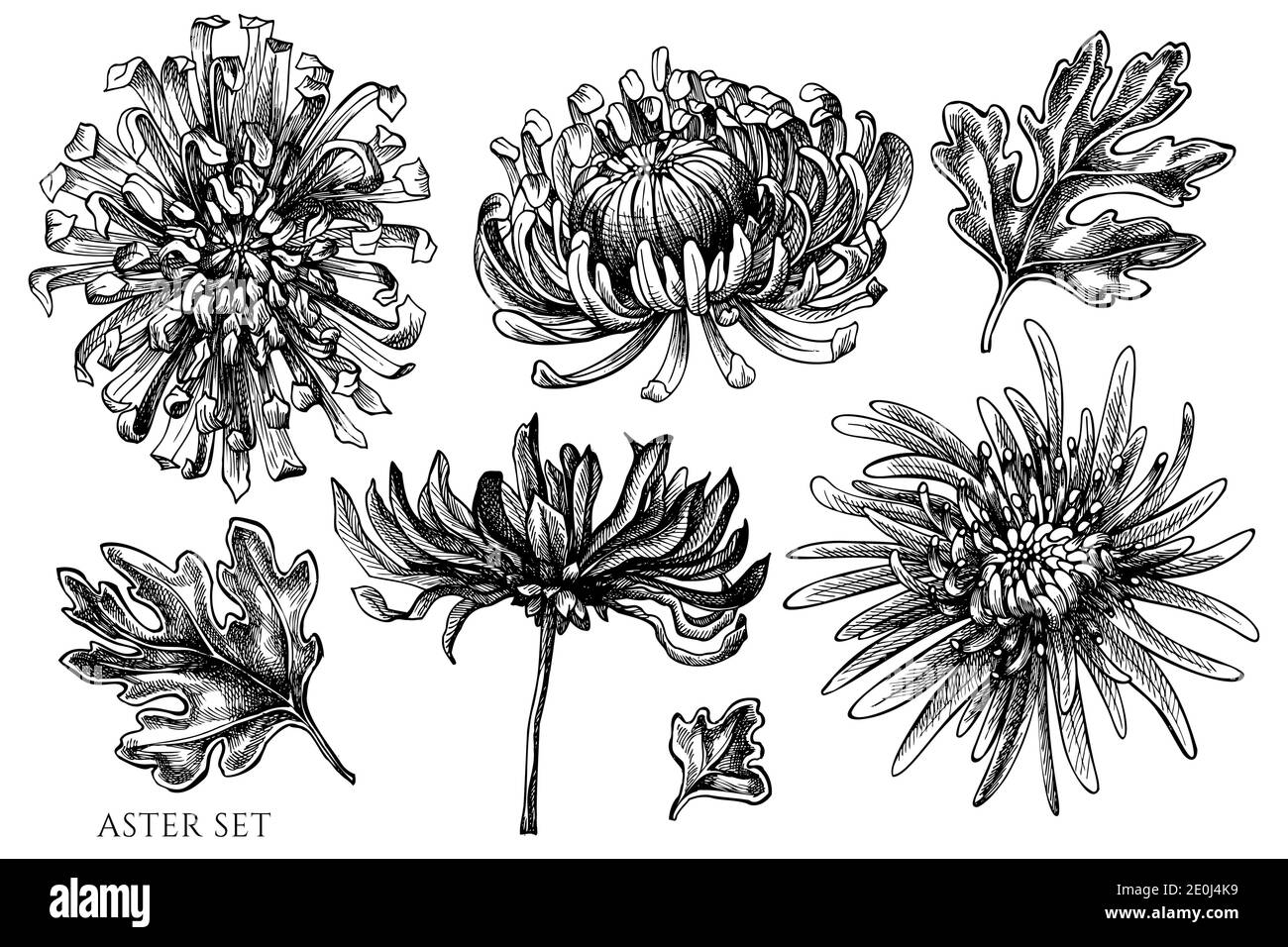 Vector set of hand drawn black and white aster Stock Vector Image & Art ...