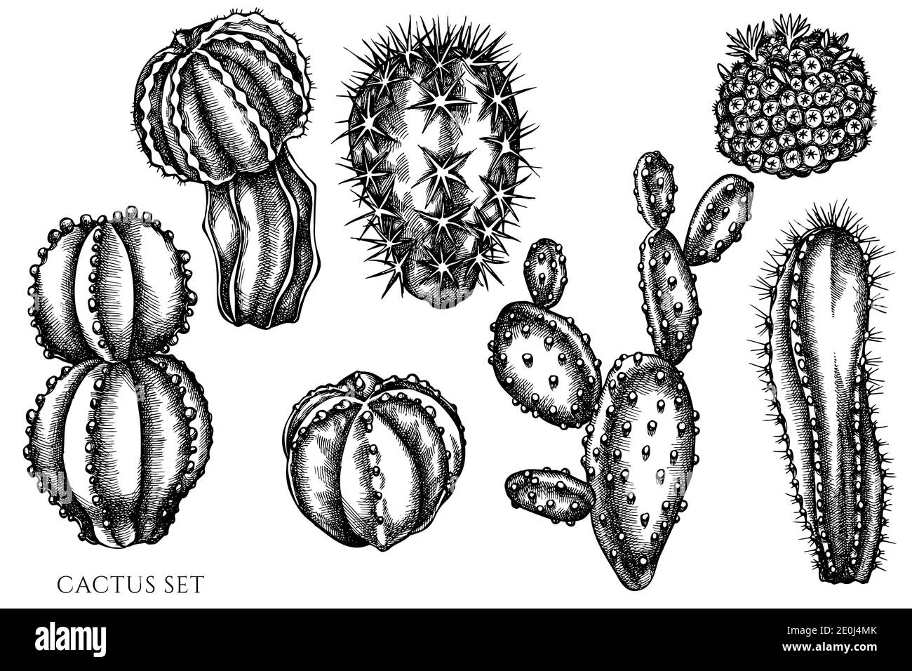 Vector set of hand drawn black and white cactus Stock Vector Image ...