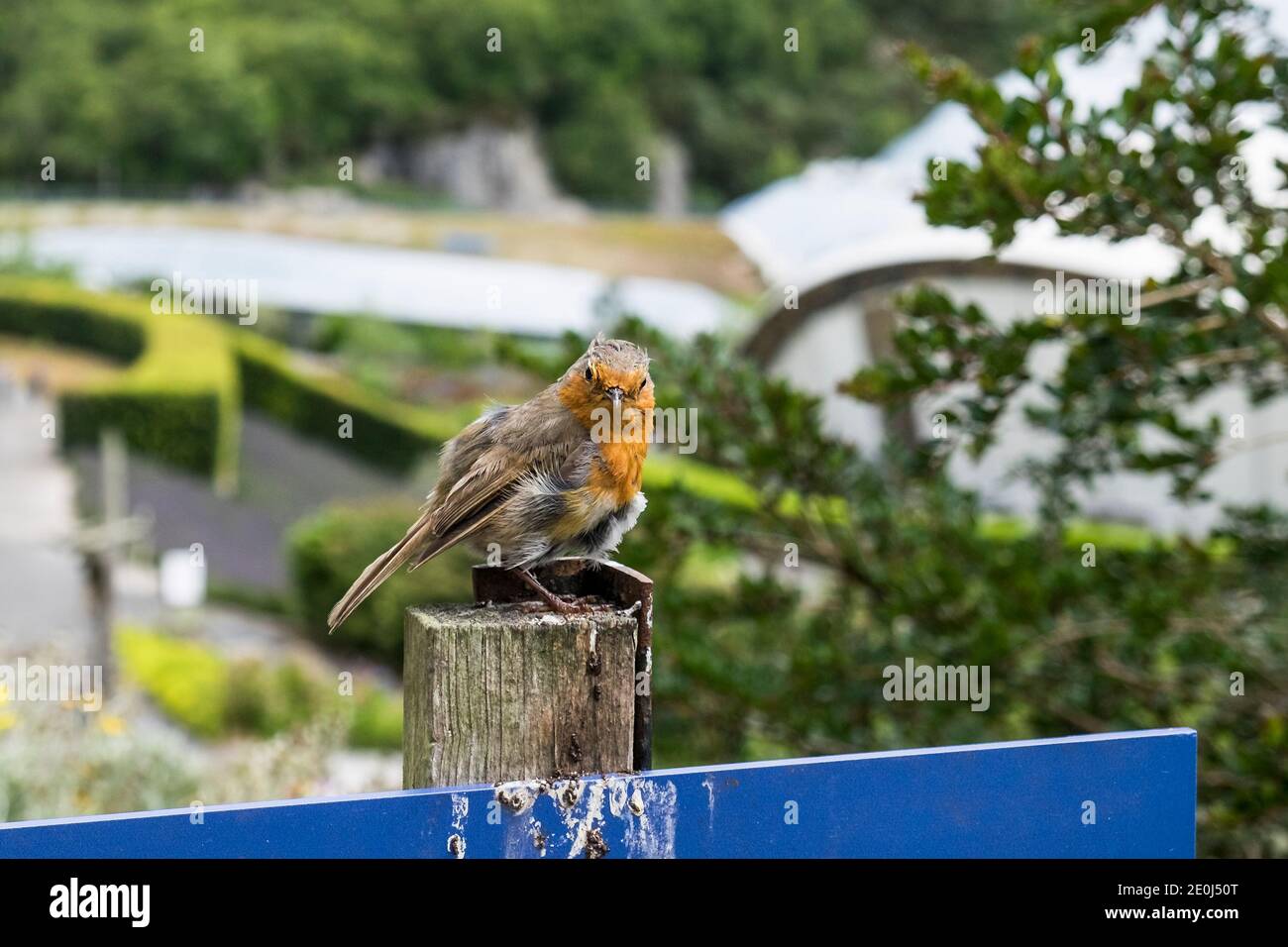 Scruffy bird hi-res stock photography and images - Alamy