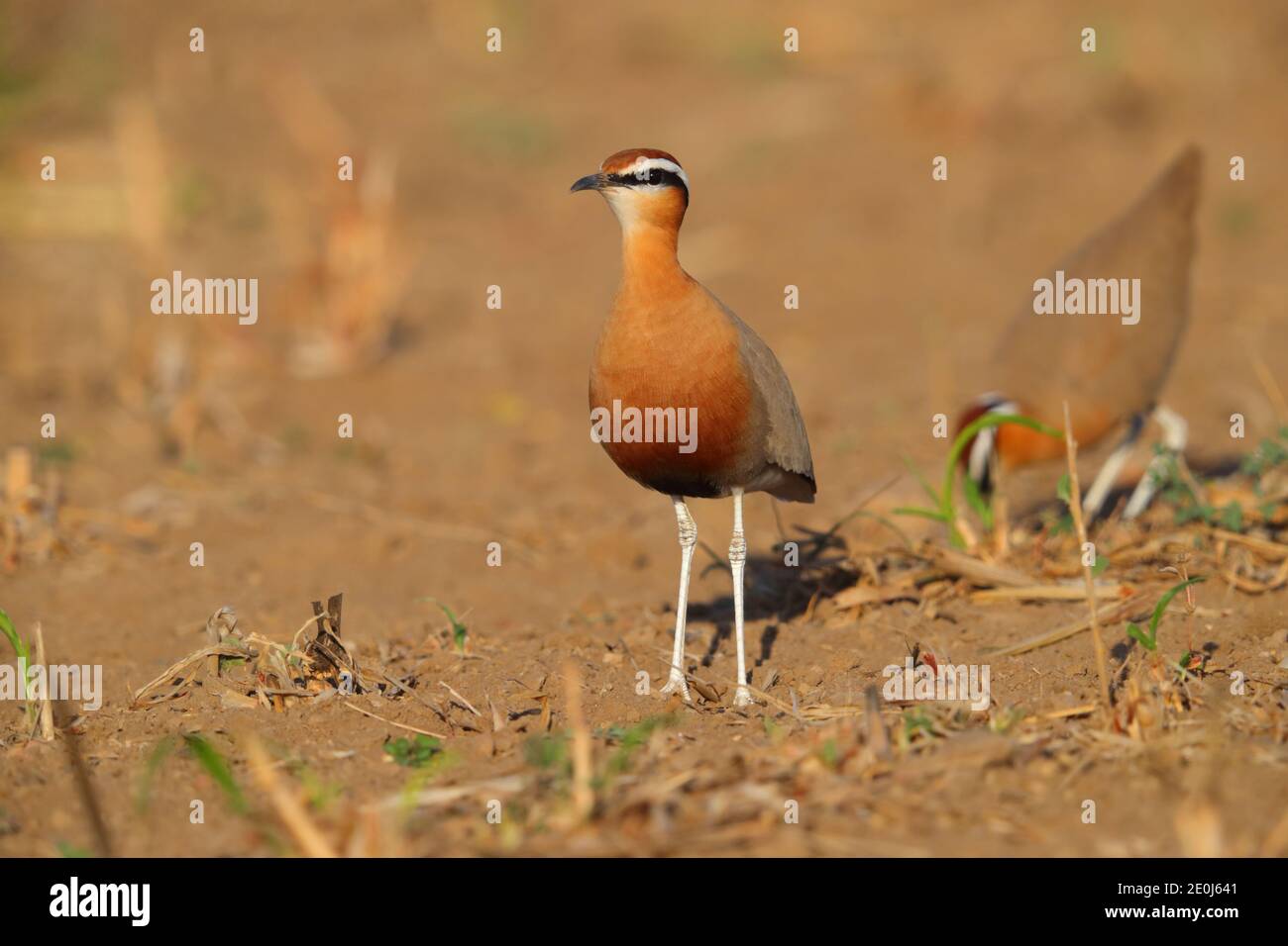 A beautiful adult Indian Courser (Cursorius coromandelicus) in a field ...