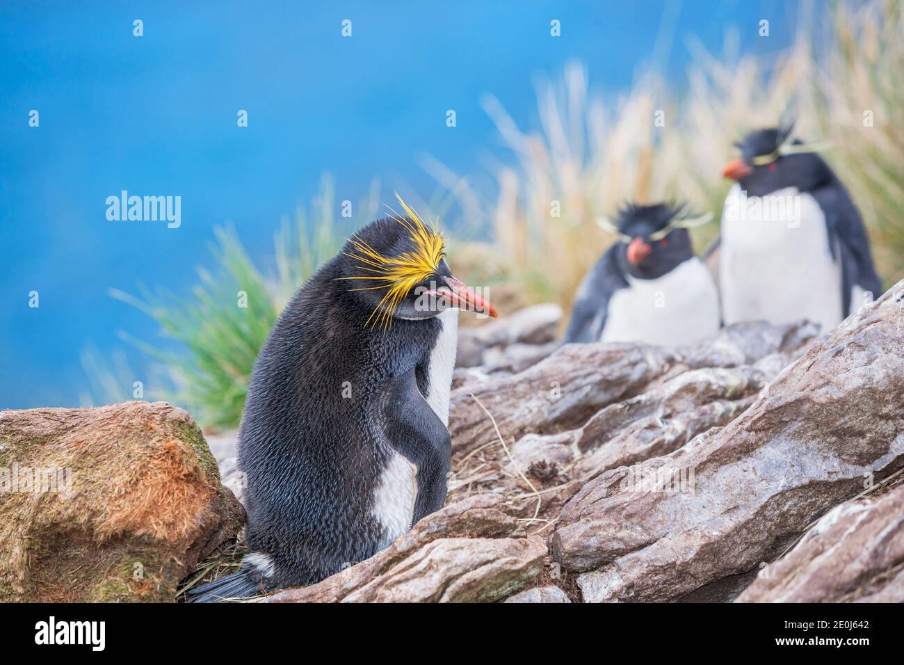 Macaroni penguin in its environment hi-res stock photography and images ...
