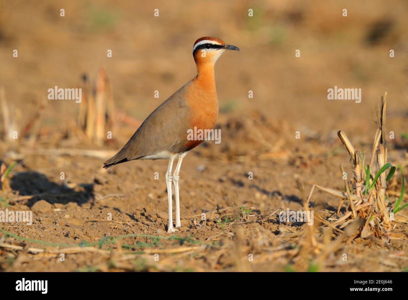 A beautiful adult Indian Courser (Cursorius coromandelicus) in a field ...