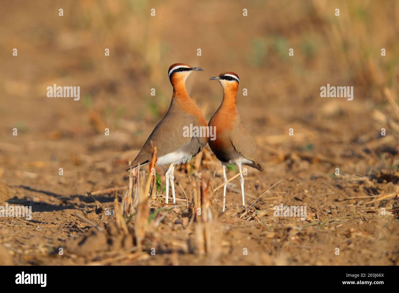 A beautiful adult Indian Courser (Cursorius coromandelicus) in a field ...