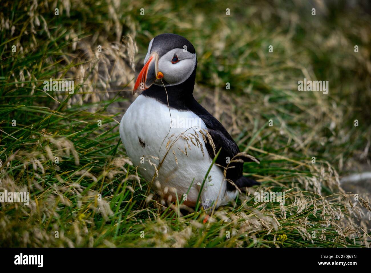 The Atlantic puffin, also known as the common puffin Stock Photo - Alamy