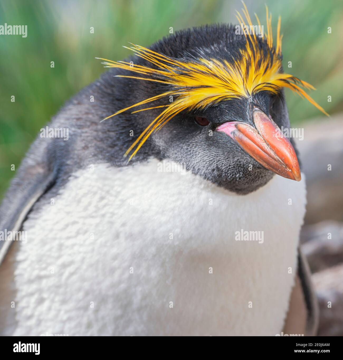 Macaroni penguin in its environment hi-res stock photography and images ...