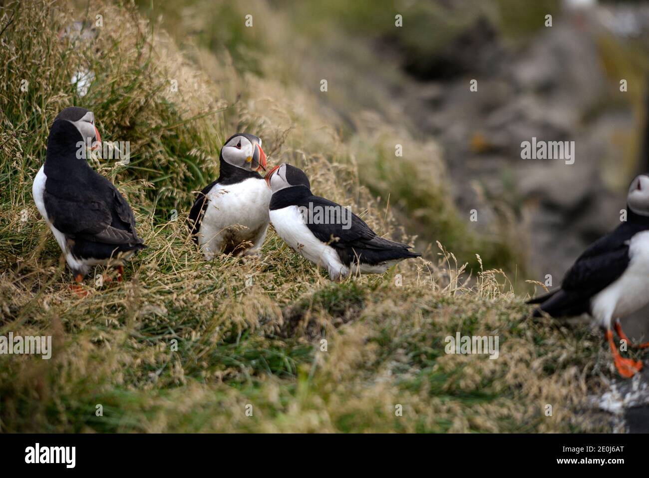 The Atlantic puffin, also known as the common puffin Stock Photo - Alamy