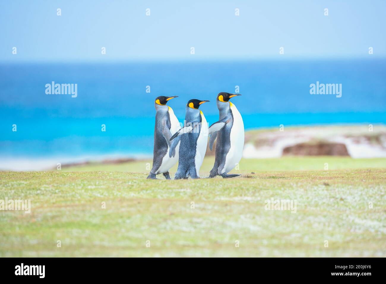Aptenodytes patagonicus habitat hi-res stock photography and images - Alamy