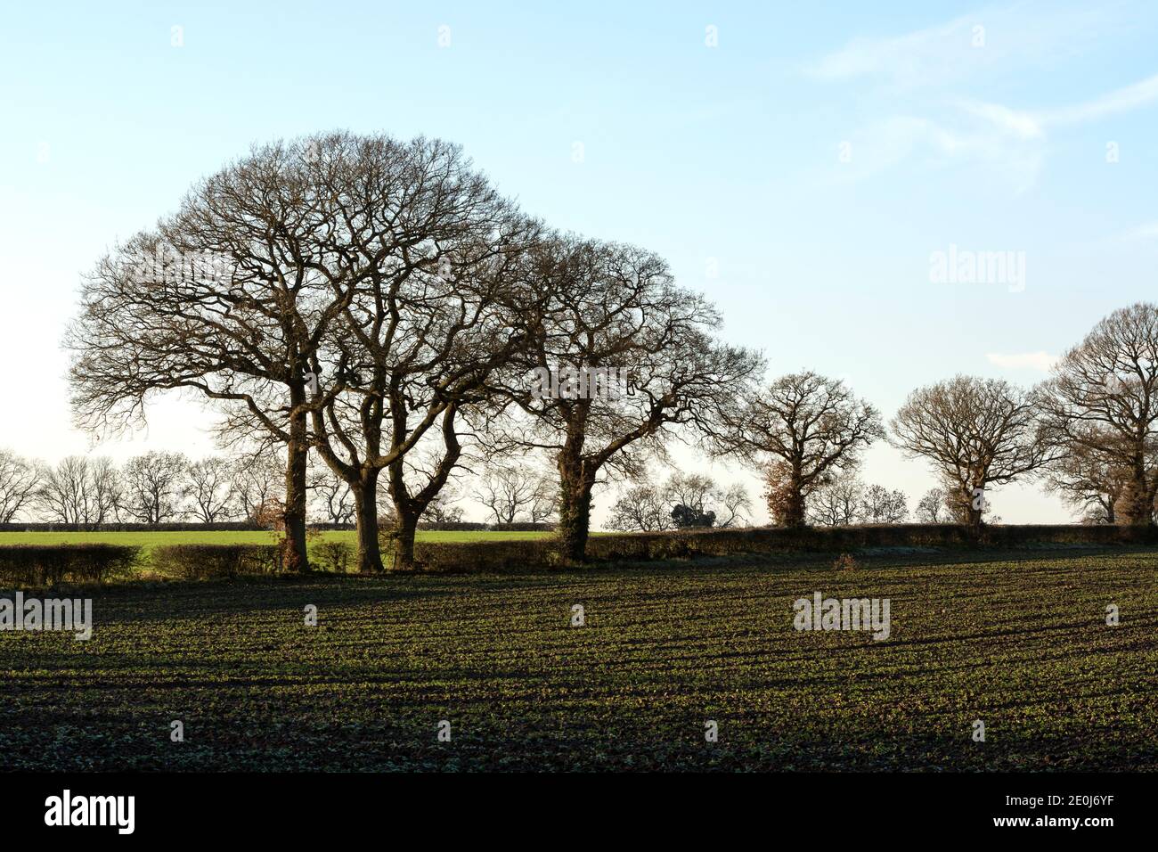 English oak tree in winter hi-res stock photography and images - Alamy