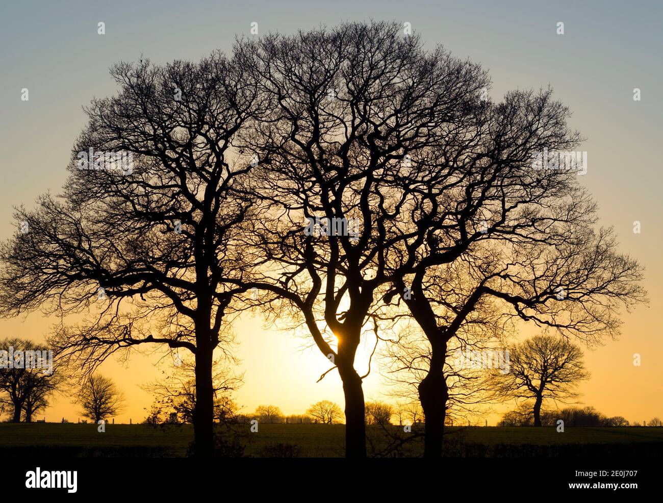 English oak tree in winter hi-res stock photography and images - Alamy