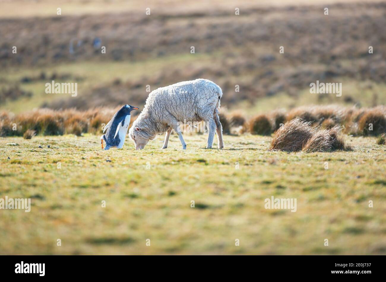 Sheep meeting gentoo penguin pygocelis papua papua hi-res stock ...