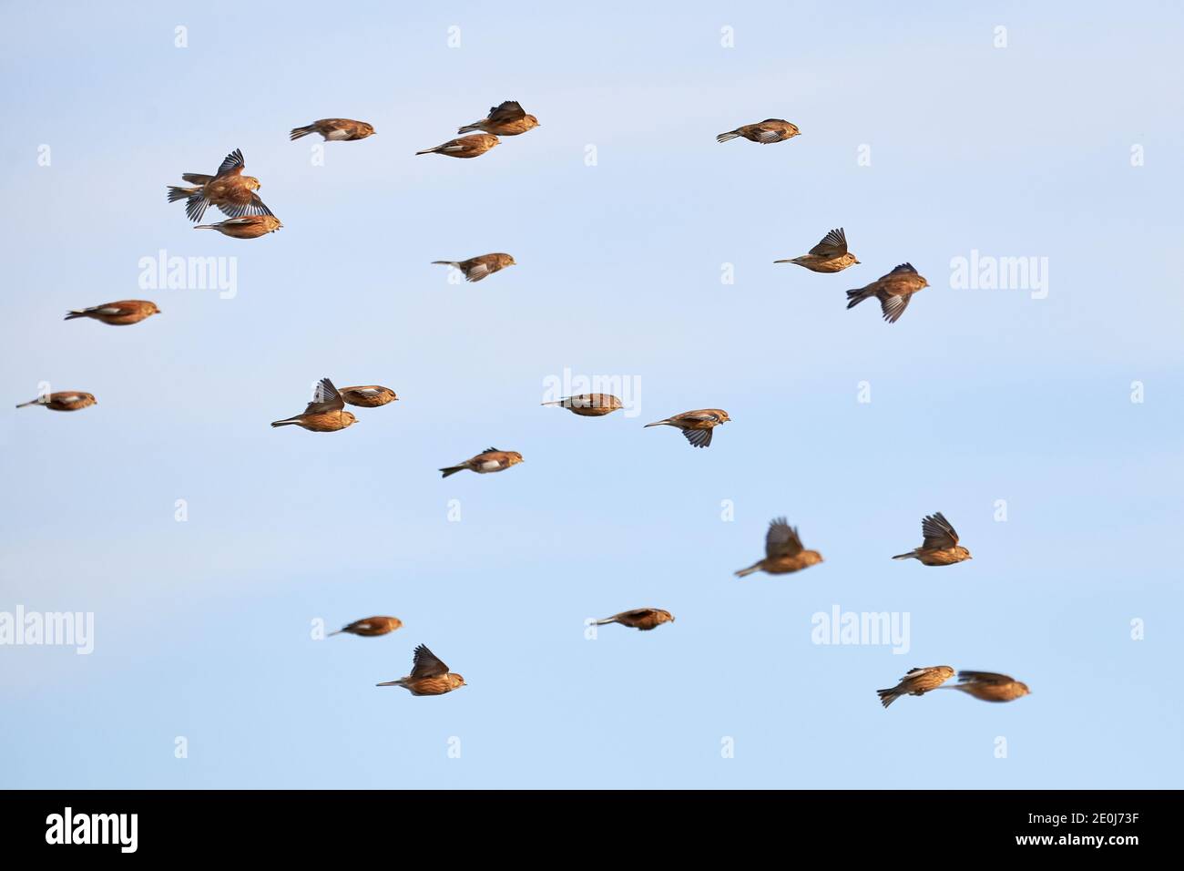 Linnet in the fly hi-res stock photography and images - Alamy