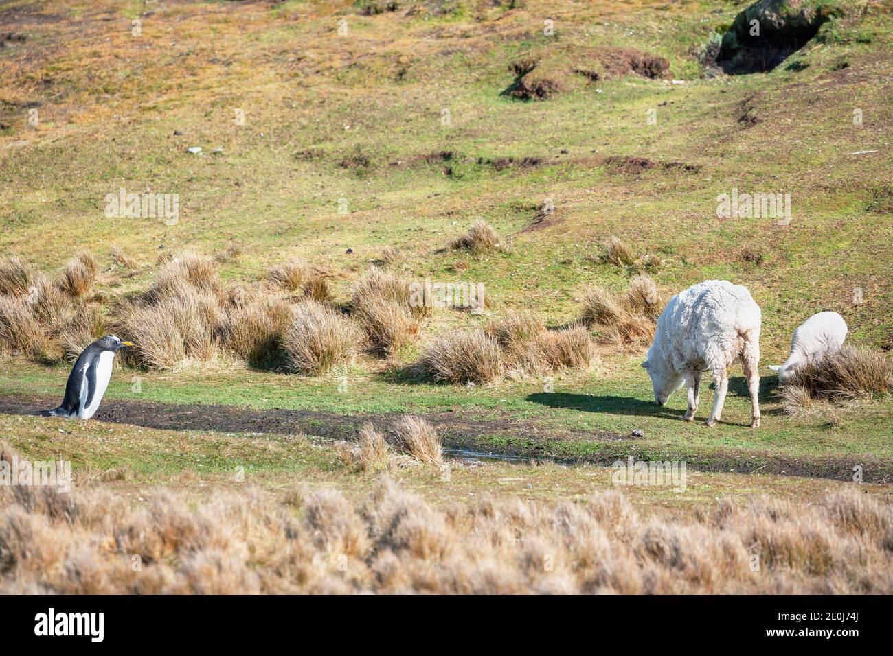 Sheep meeting Gentoo Penguin (Pygocelis papua papua), Volunteer Point ...