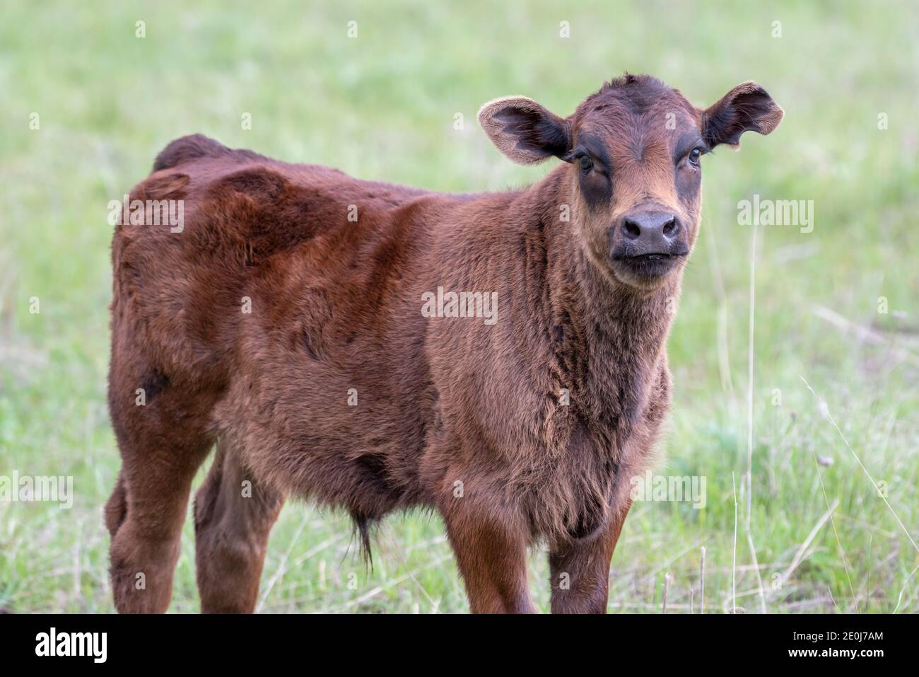 Cow, Zumwalt Prairie, Oregon Stock Photo - Alamy