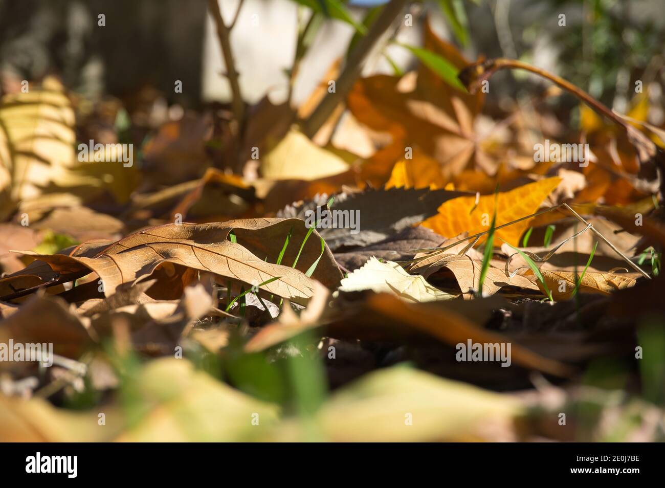 Natural colors of leaf hi-res stock photography and images - Alamy