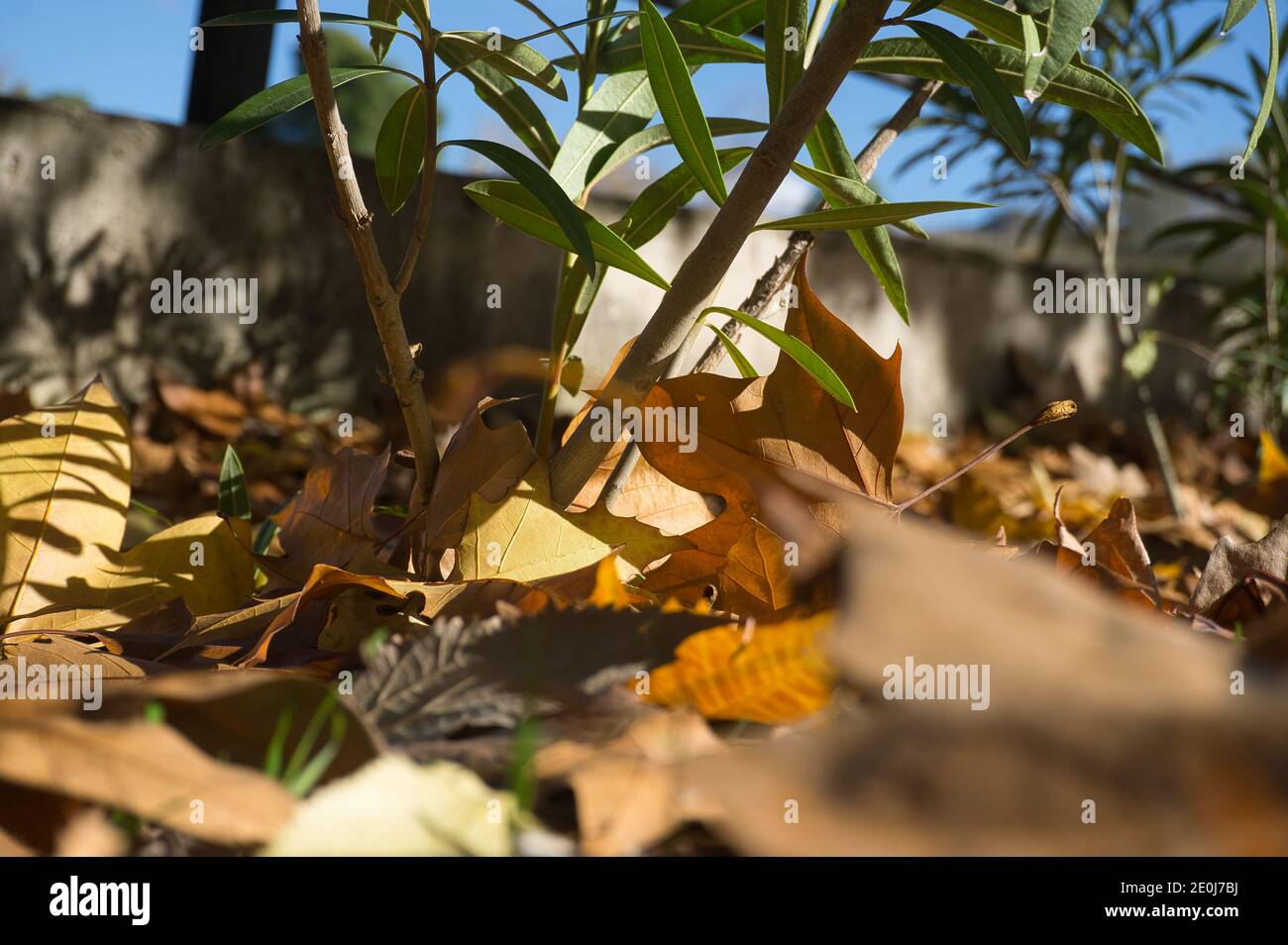 Natural colors of leaf hi-res stock photography and images - Alamy