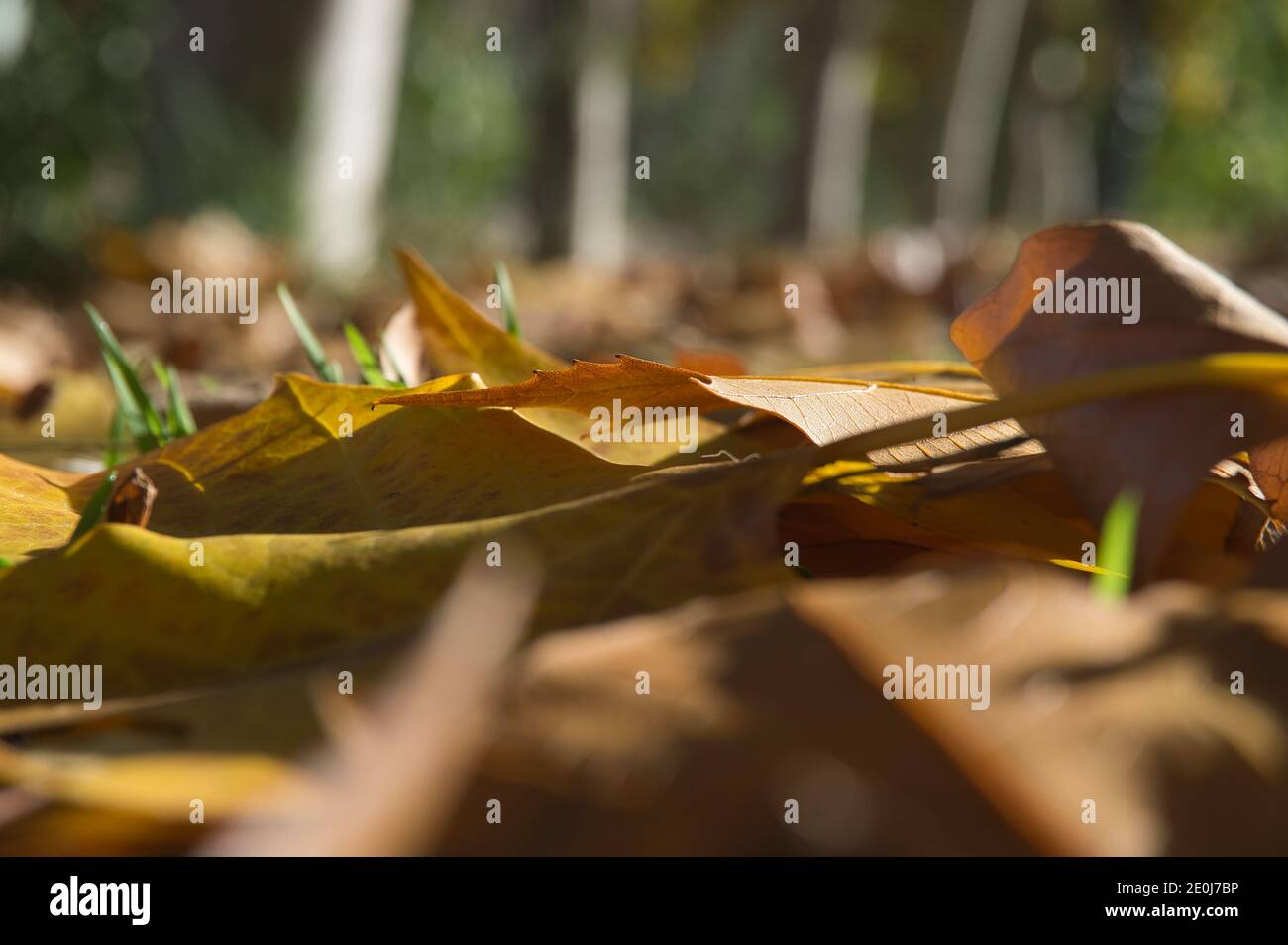 Autumn colors. Autumn leaves in autumn colors in spain Stock Photo - Alamy