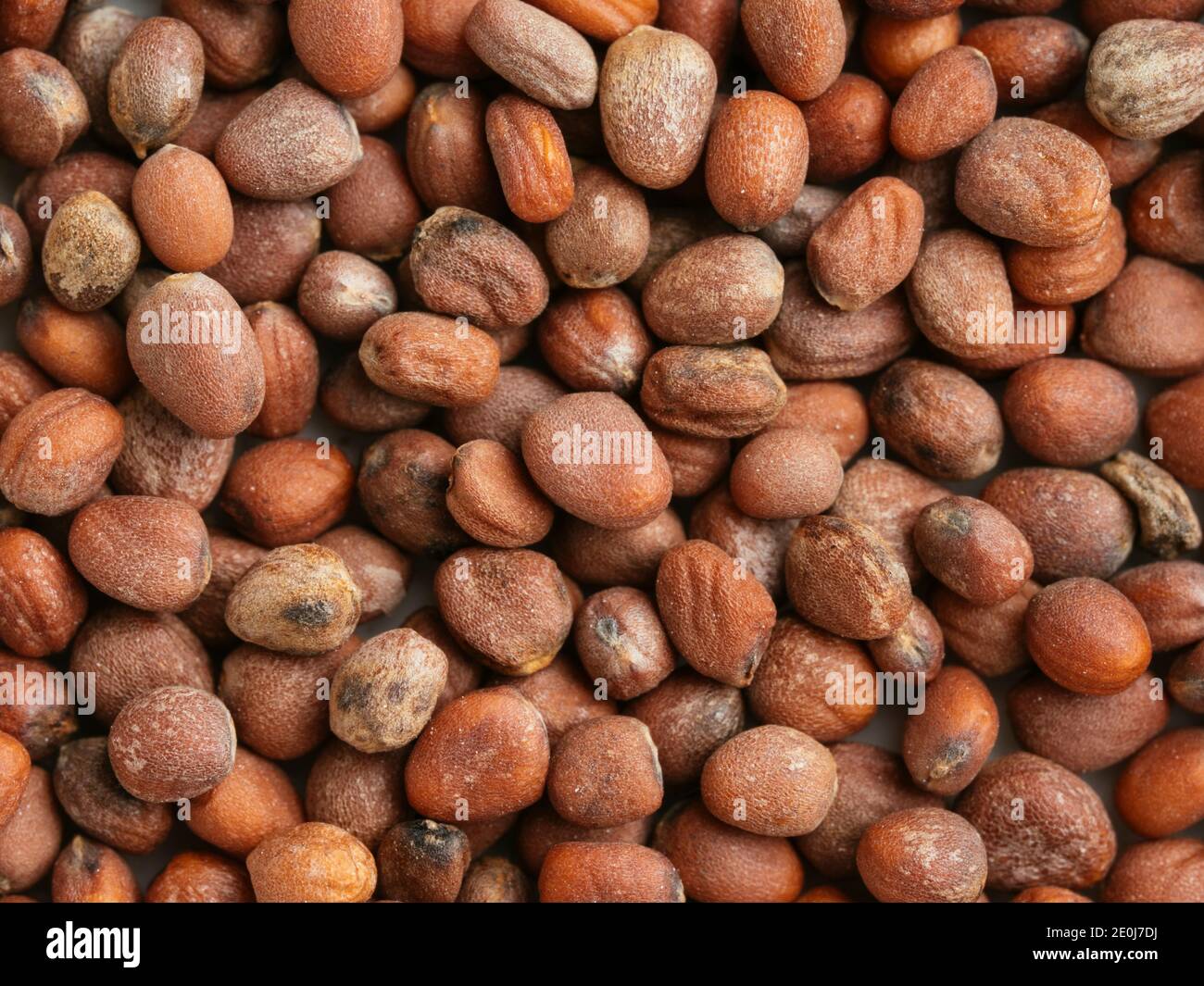 Brassicaceae High Resolution Stock Photography and Images - Alamy