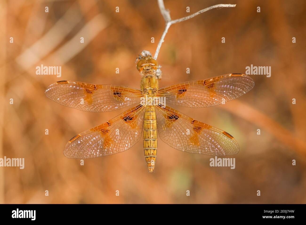 Mexican Amberwing Dragonfly female, Perithemis intensa, Libellulidae ...