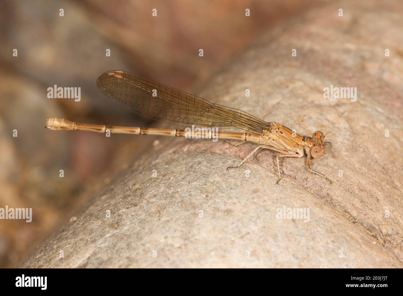 Blue-ringed Dancer Damselfly female, Argia sedula, Coenagrionidae Stock ...
