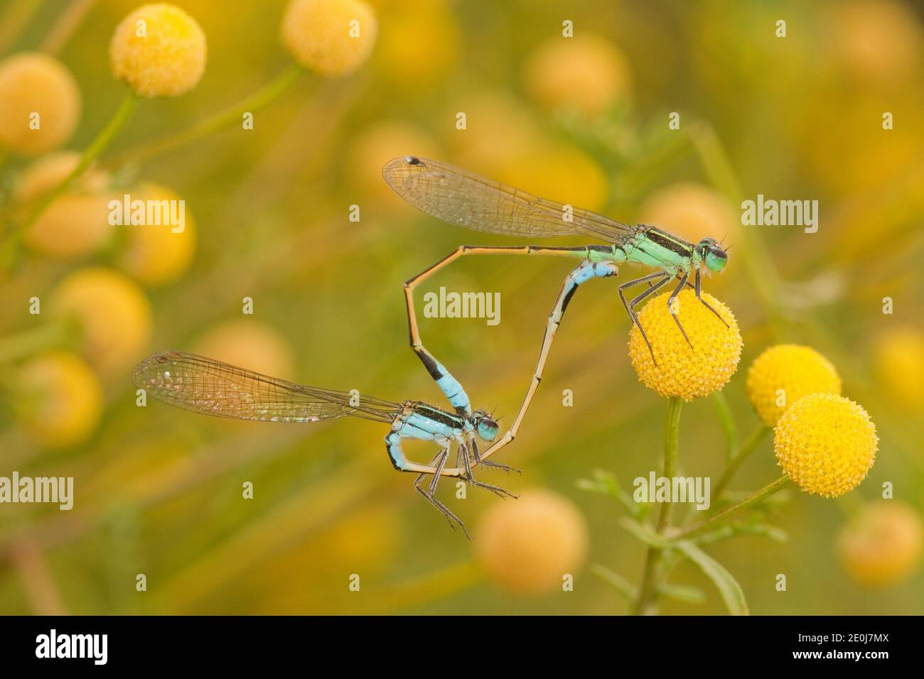 Mating position hi-res stock photography and images - Alamy