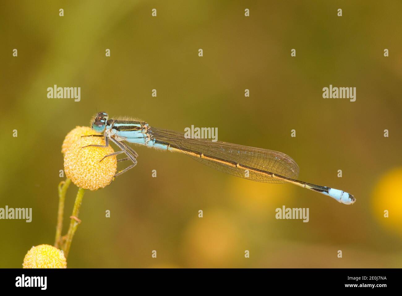 Rambur's Forktail Damselfly andromorph female, Ischnura ramburii ...