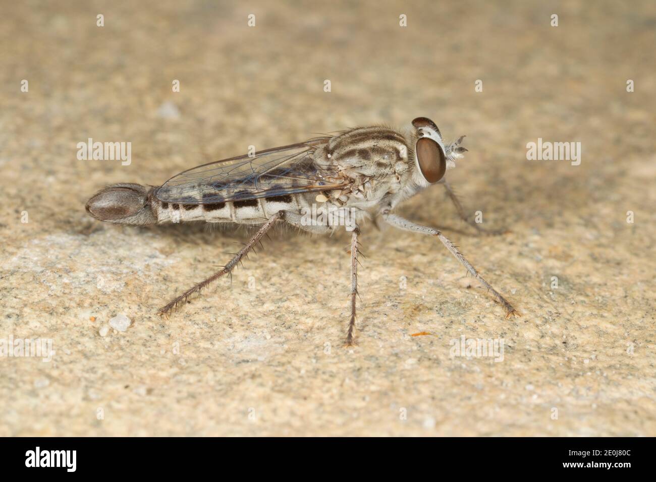 Apiocera hi-res stock photography and images - Alamy
