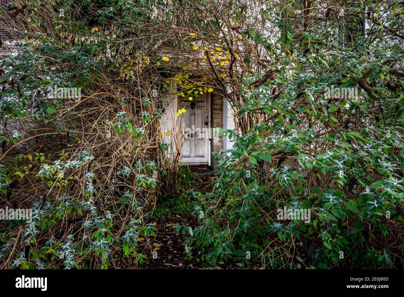 Overgrown front door hi-res stock photography and images - Alamy