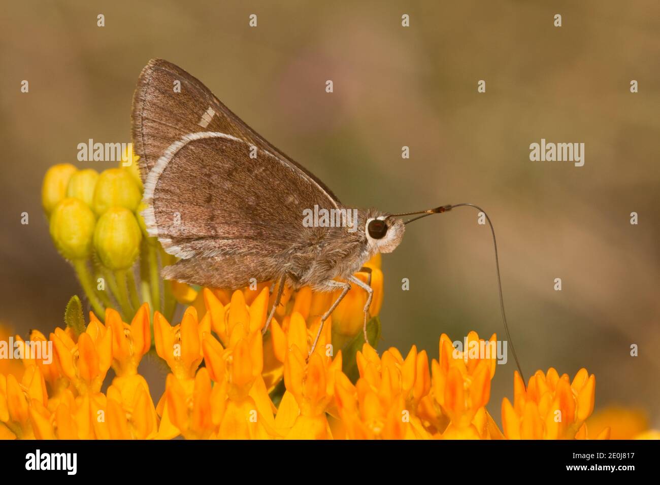 Deva Skipper Butterfly, Atrytonopsis deva, Hesperiidae. Nectaring on Butterfly Milkweed ...