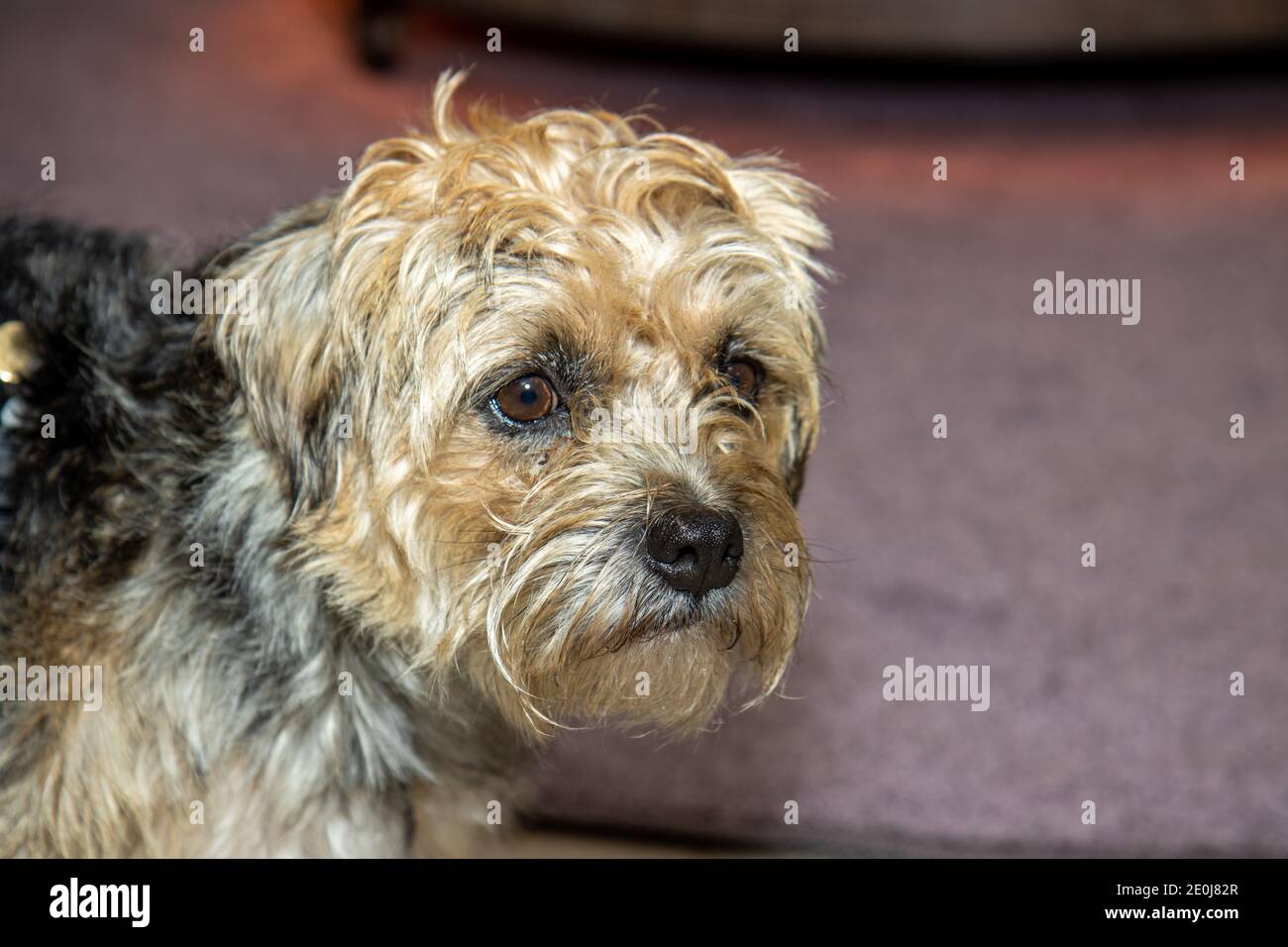 Yorkie Close Up Of Face High Resolution Stock Photography and Images ...