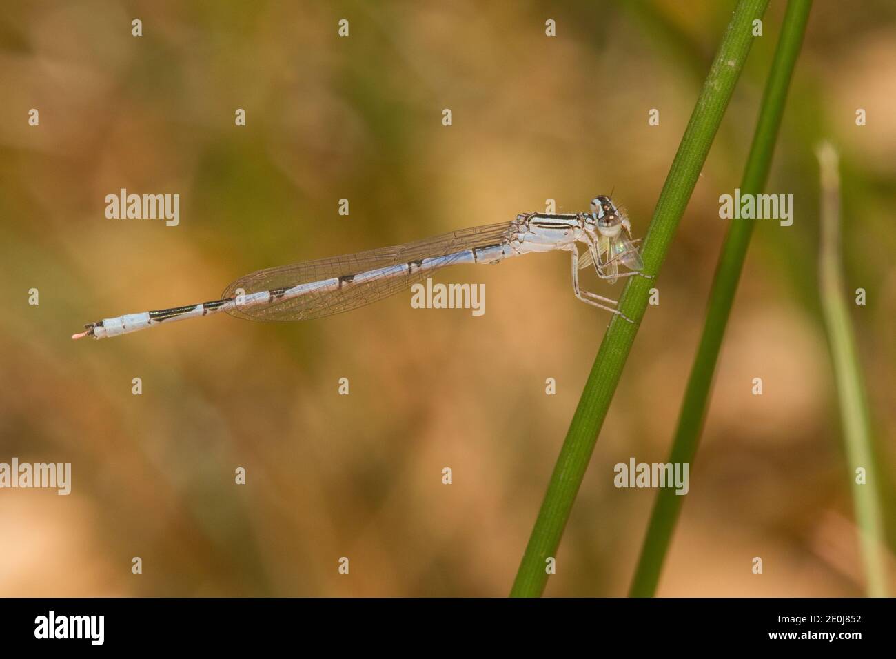 Double-striped Bluet immature male, Enallagma basidens, Coenagrionidae ...