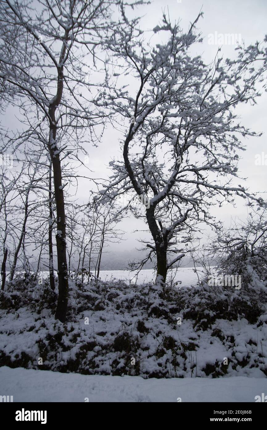 landscape photo in winter with snow, fog and trees Stock Photo - Alamy