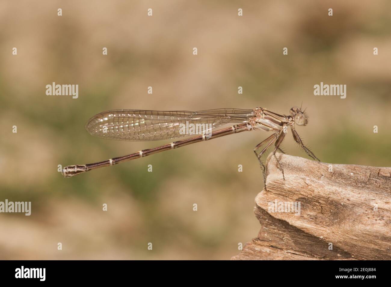 Dusky Dancer Damselfly female, Argia translata, Coenagrionidae Stock ...