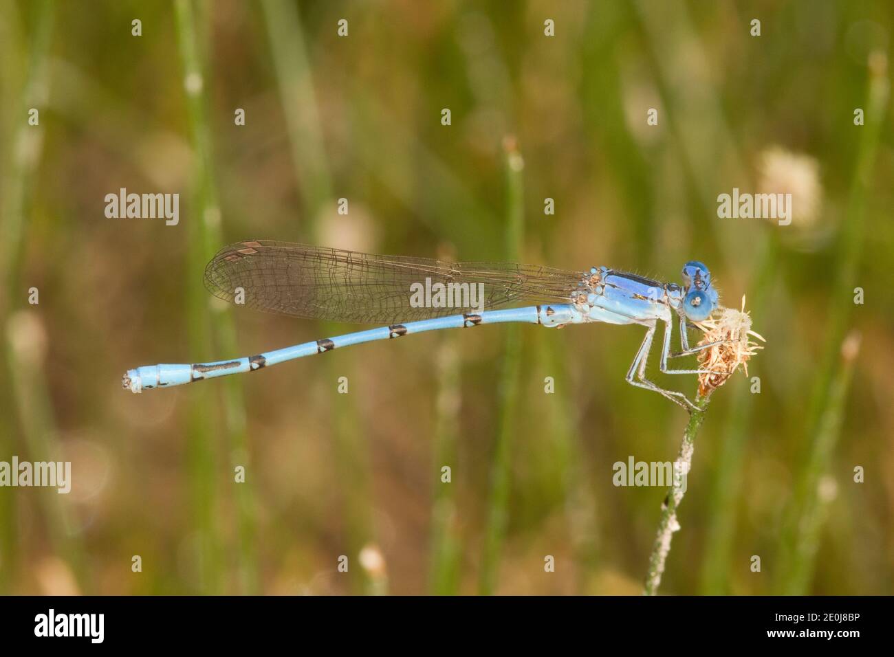 Aztec dancer hi-res stock photography and images - Alamy