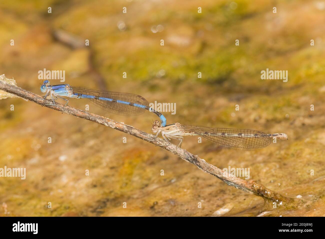Aztec Dancer Damselfly male and female in tandem, Argia nahuana ...
