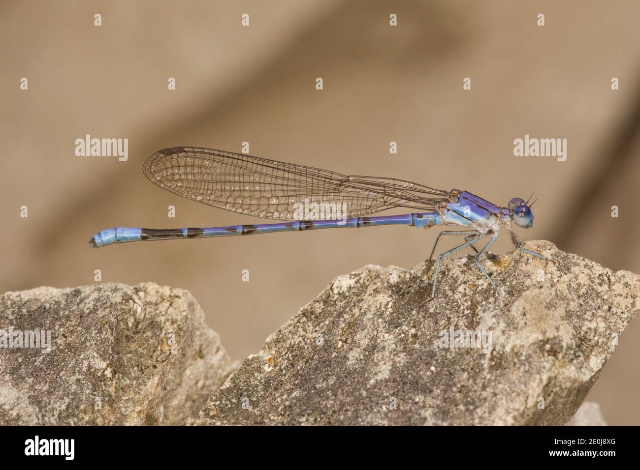 Argia plana hi-res stock photography and images - Alamy