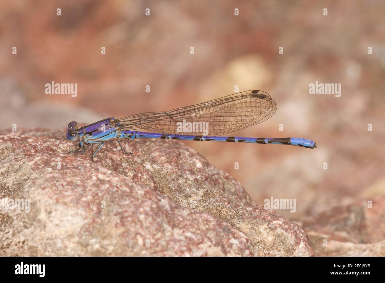 Spine-tipped Dancer Damselfly male, Argia extranea, Coenagrionidae ...