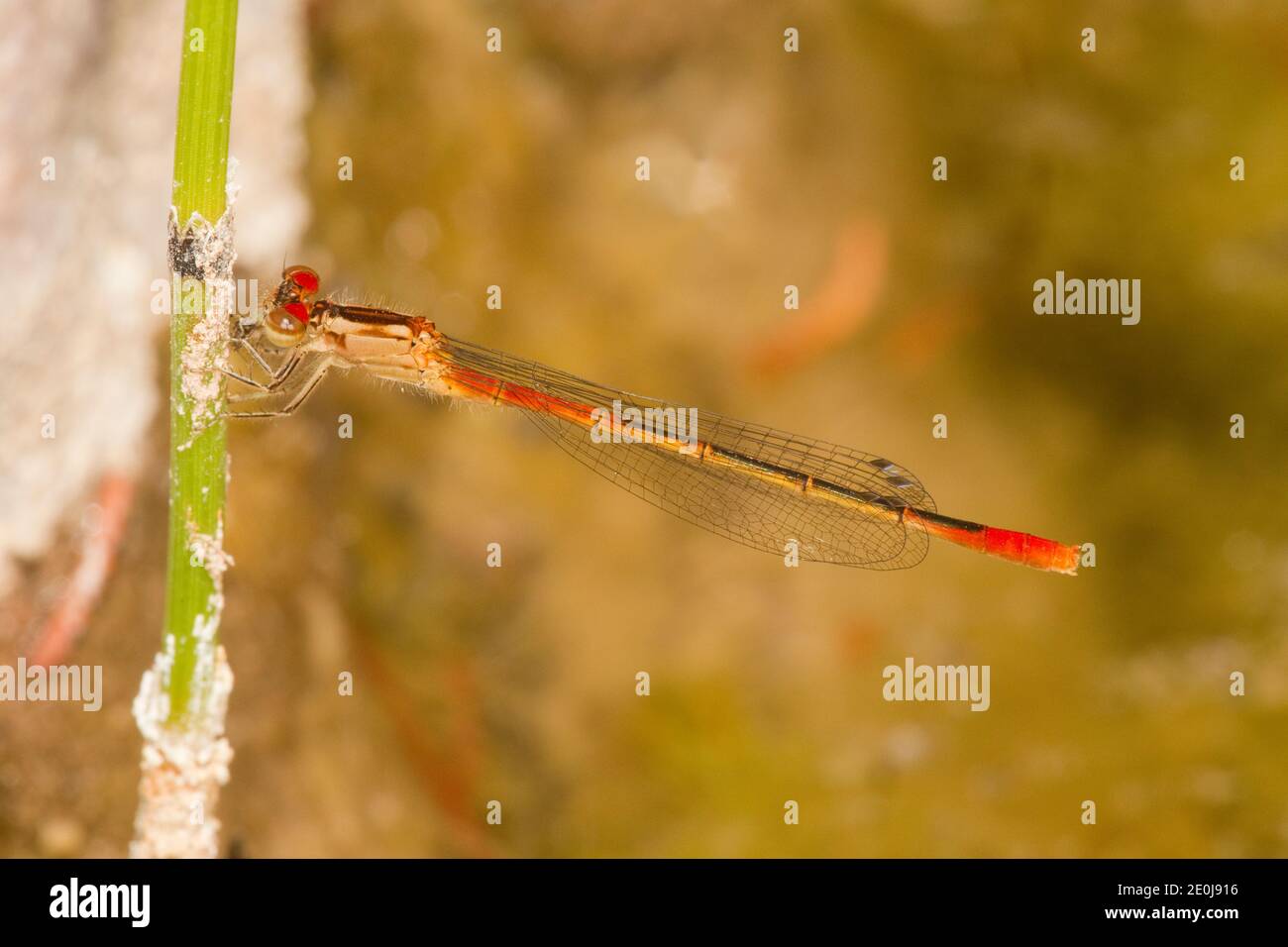Desert Firetail Damselfly female, Telebasis salva, Coenagrionidae Stock ...