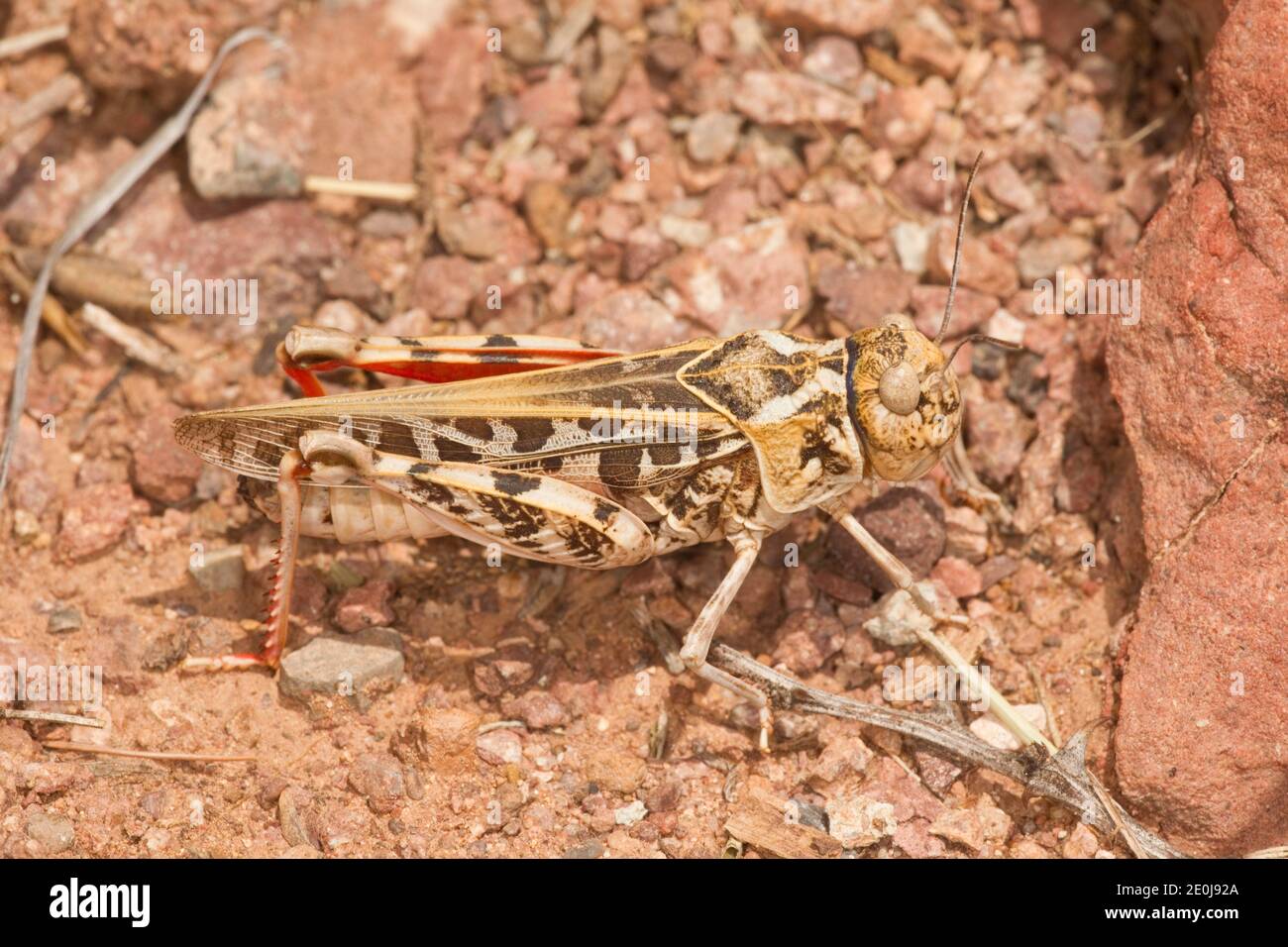 Red-shanked Grasshopper male, Xanthippus corallipes pantherinus ...