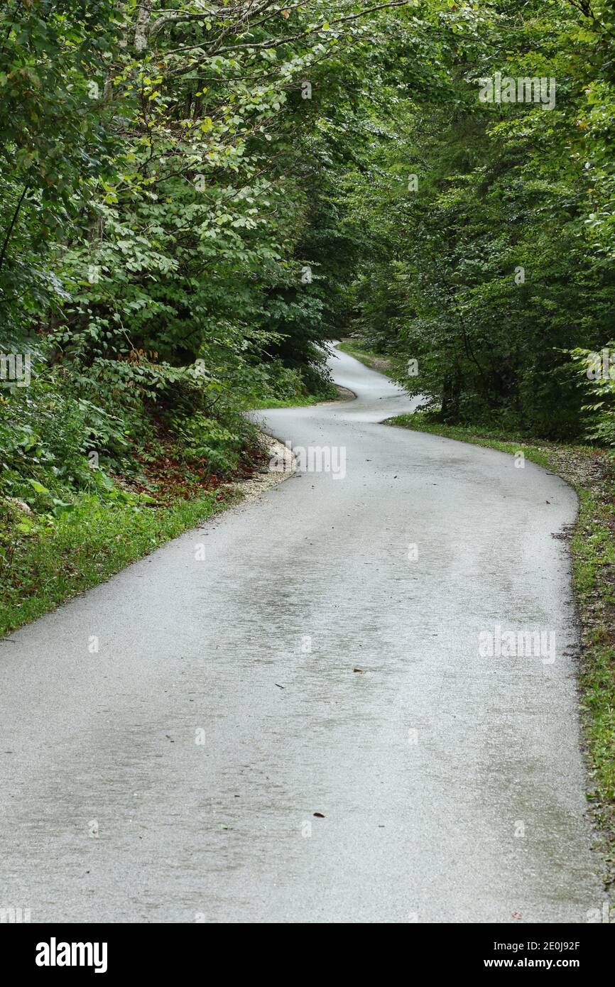 Curved mountain road through the forest at Lake Bohinj, Slovenia Stock ...