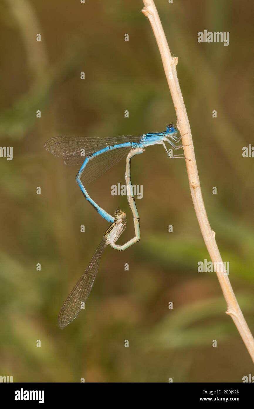 Double-striped Bluet Damselfly male and female in wheel, Enallagma ...