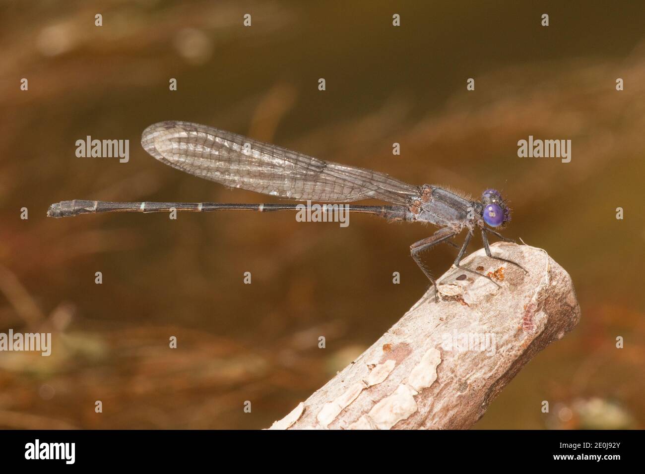 Dusky Dancer Damselfly male, Argia translata, Coenagrionidae Stock ...