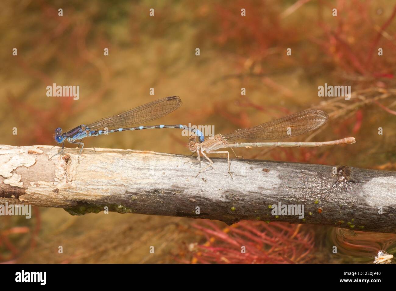 Blue dancer hi-res stock photography and images - Alamy